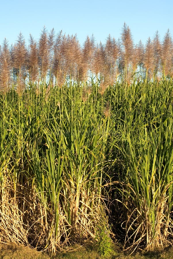 Sugar Cane stock photo. Image of leaf, growing, rural - 15191734