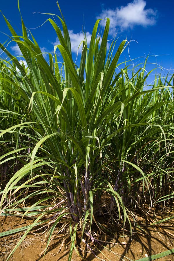 Sugar Cane stock photo. Image of botanical, greenery, agricultural - 746146