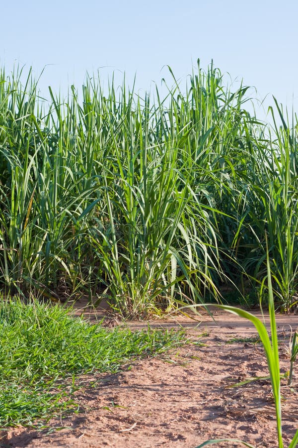 Sugar Cane Shoots Stock Photos - Free & Royalty-Free Stock Photos from ...