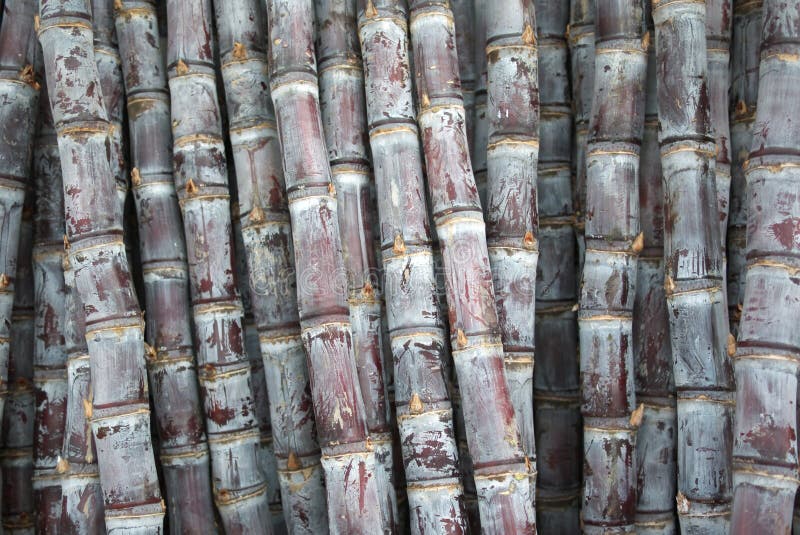 Bundles of raw sugar cane. stock image. Image of crops, cane - 46443