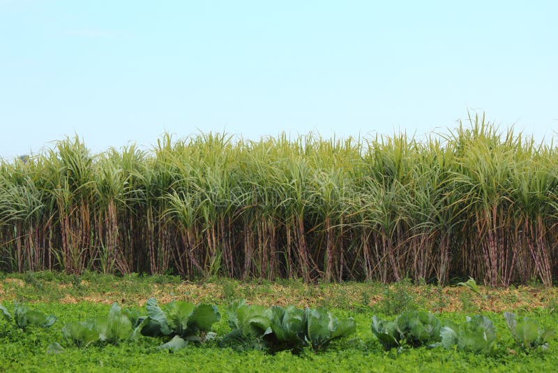 Sugar-cane stock photo. Image of agriculture, cane, farm - 23972492