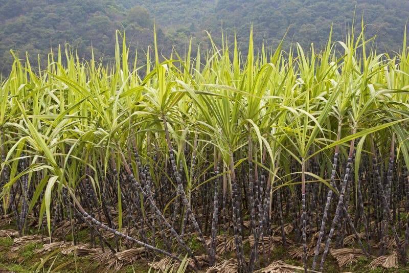 Sugar Cane stock image. Image of harvesting, chinese - 28275301