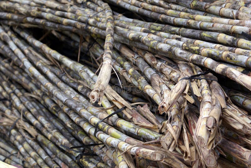 Sugar cane and rice stock image. Image of grass, organic - 26393597