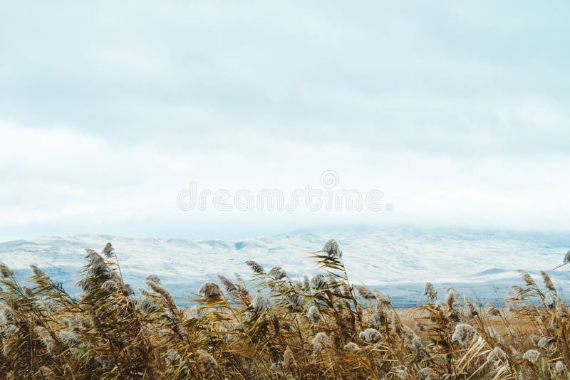 Sugar Cane Against the Blue Mountains. Reed Ordinary. Stock Photo ...