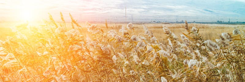 Sugar Cane Against the Blue Mountains. Reed Ordinary. Stock Image ...