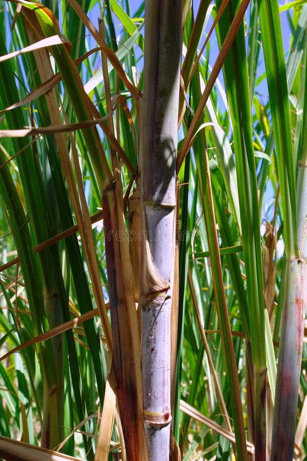 5,262 Sugar Cane Field Background Stock Photos - Free & Royalty-Free ...