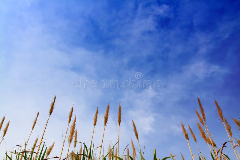 Sugar cane with blue sky stock image. Image of countryside - 17889667