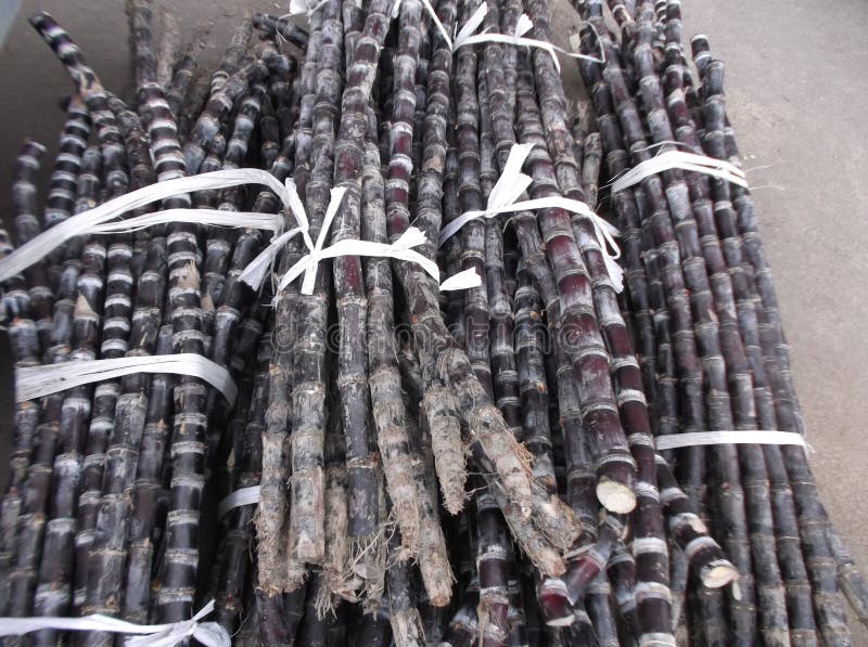 112 Sugarcane Bundle Stock Photos - Free & Royalty-Free Stock Photos ...