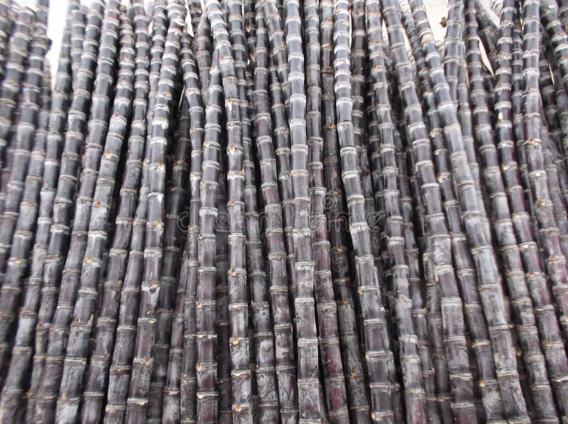 112 Sugarcane Bundle Stock Photos - Free & Royalty-Free Stock Photos ...