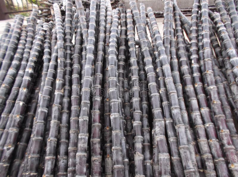 Sugar cane stock image. Image of products, still, agricultural - 49528921