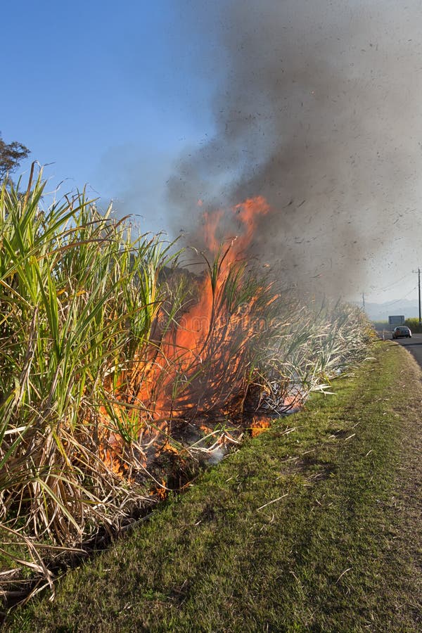 Sugar cane burning stock photo. Image of padock, sugar - 72372446