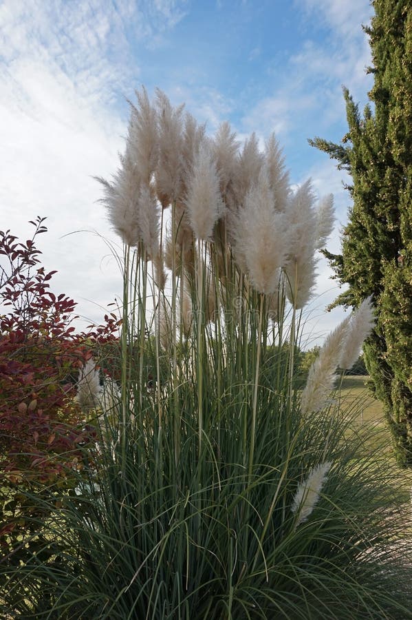Sugar cane bush stock image. Image of conservation, crop - 62364993