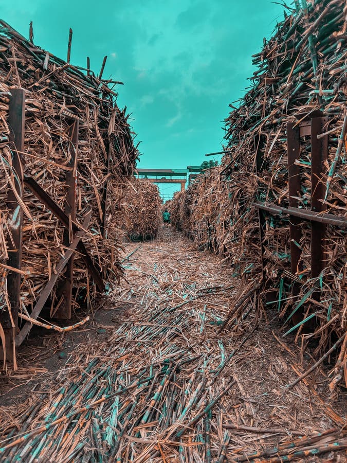 Sugar cane cart stock photo. Image of cart, sugar, cane - 201296404