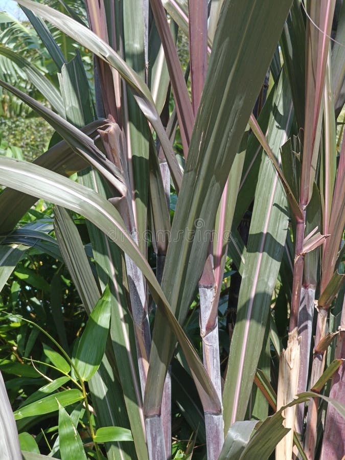 Sugar Cane and Coffee Trees in the Garden Stock Photo - Image of green ...