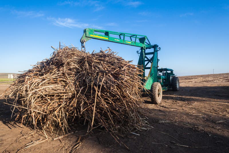 Sugar-Cane Crop Loader Tractor Stock Photo - Image of field, harvest ...