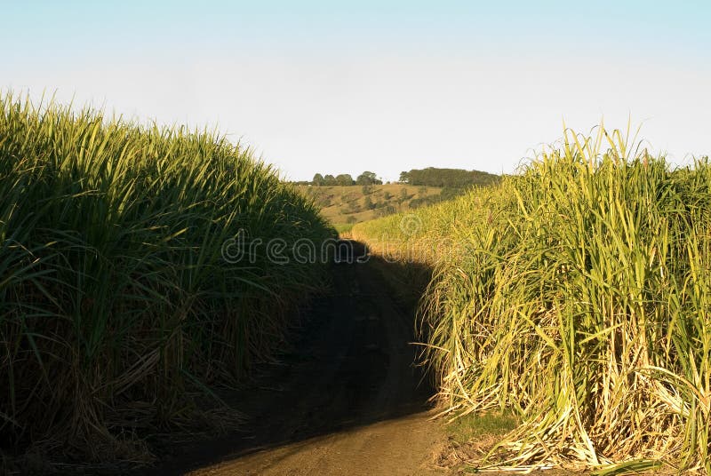 Sugar Cane Farm stock photo. Image of growing, leaf, blue - 15276374