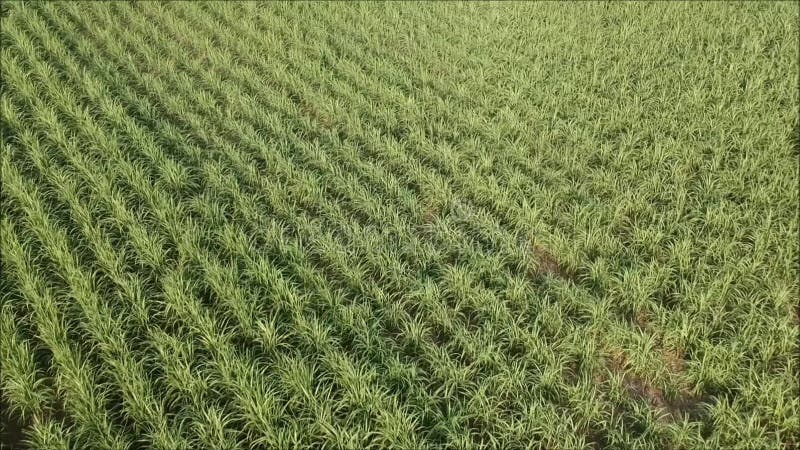 The Sugar Cane Fields in Aerial View Stock Footage - Video of cultivate ...