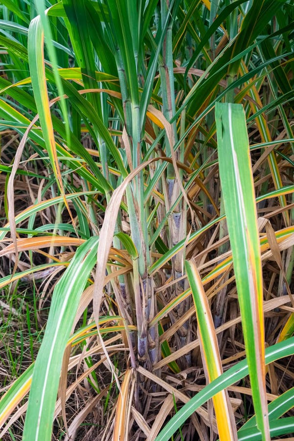 Sugar Cane in the Farm stock photo. Image of farm, food - 143255790