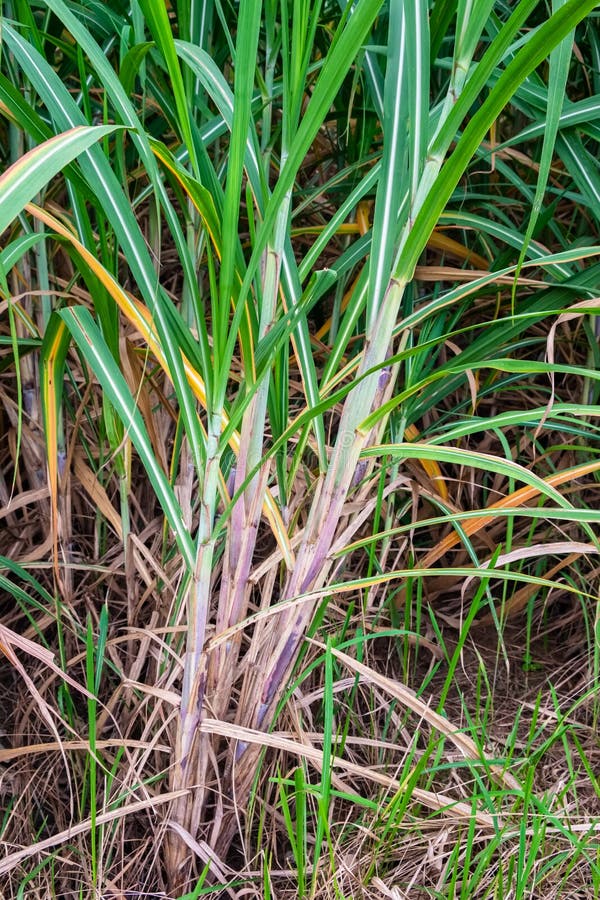 Sugar Cane in the Farm stock photo. Image of growth - 143256054