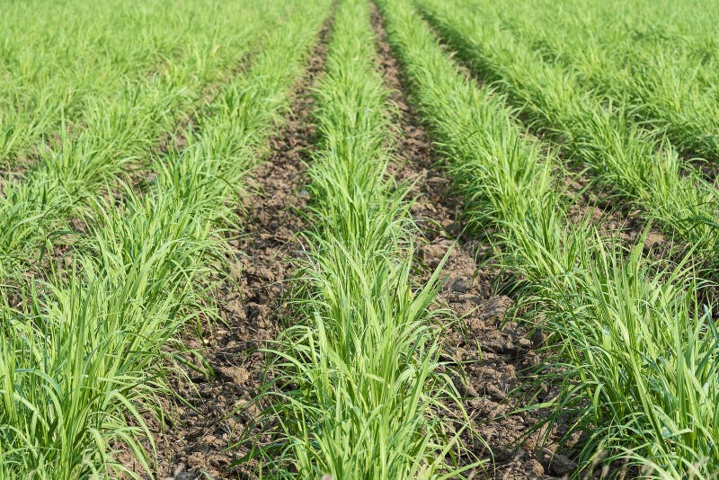 Sugar cane farm stock image. Image of food, farming - 140978991