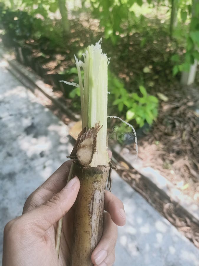 Sugar cane farm fresh stock photo. Image of produce - 185743148