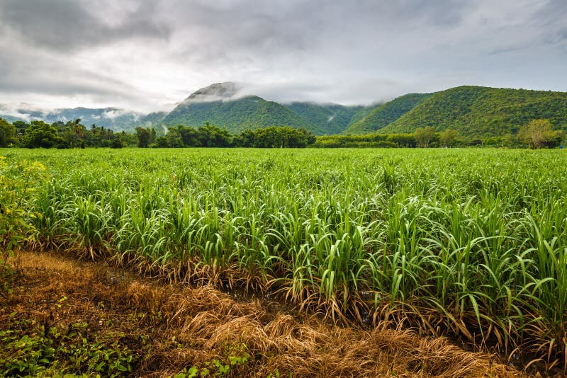 Sugar cane farm stock photo. Image of cane, bamboo, irrigate - 21087592
