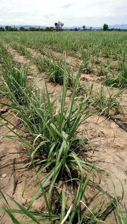 Sugar cane farm stock photo. Image of cane, bamboo, irrigate - 21087592