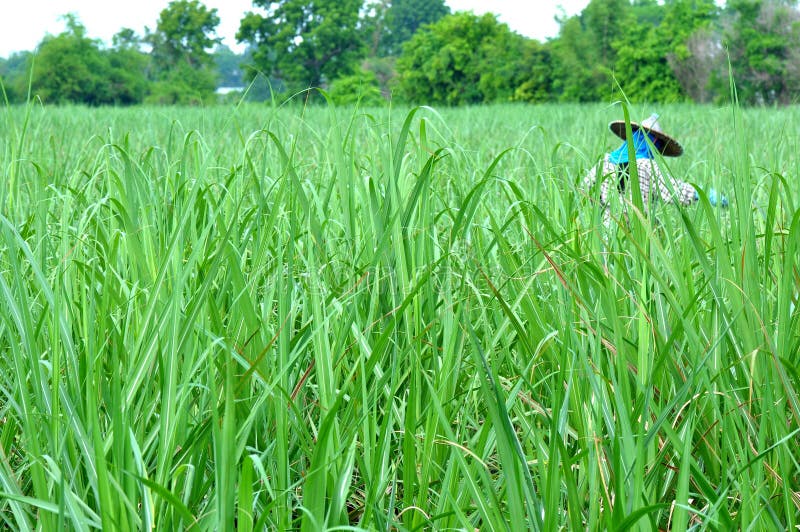 Sugar cane field stock image. Image of life, cane, growth - 14151905