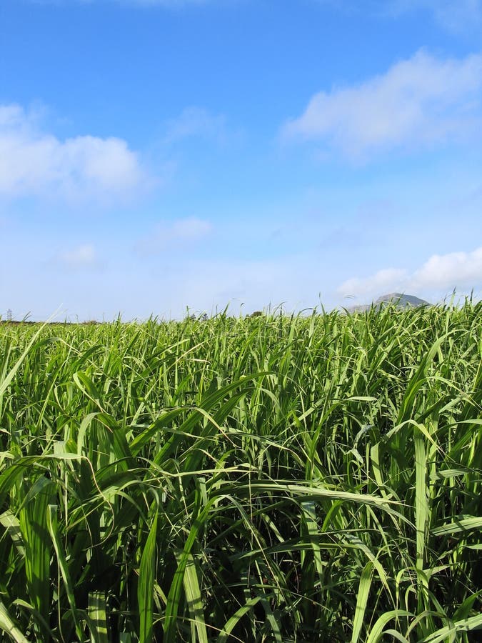 Sugar Cane Field #2 stock image. Image of field, agriculture - 138297