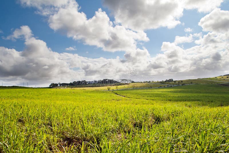 Cane field stock photo. Image of ecology, biomass, breeding - 40703610