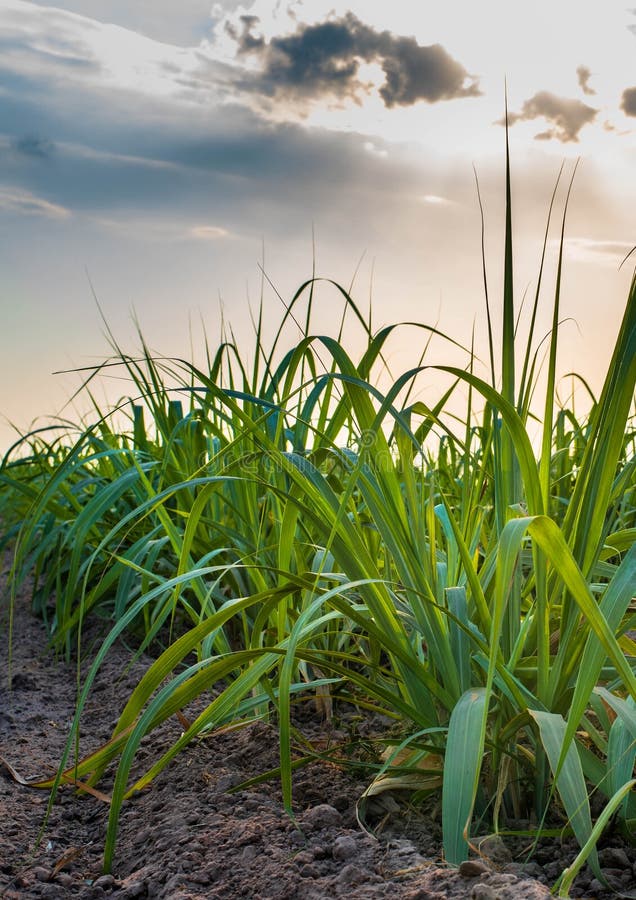 18,390 Reeds Field Stock Photos - Free & Royalty-Free Stock Photos from ...