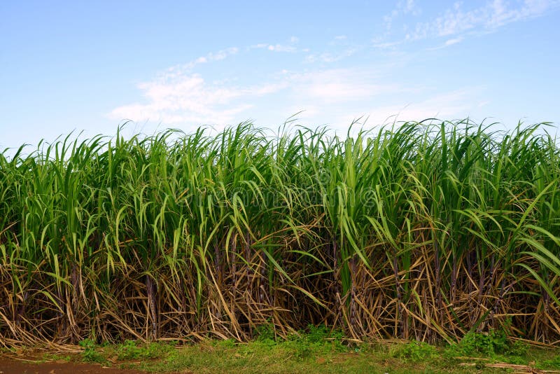 Sugar cane field. stock photo. Image of country, ecology - 153438096