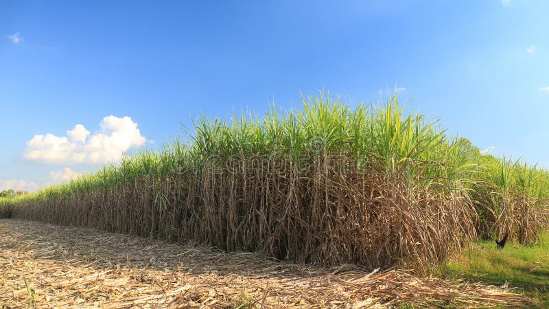 Cane field stock photo. Image of ecology, biomass, breeding - 40703610