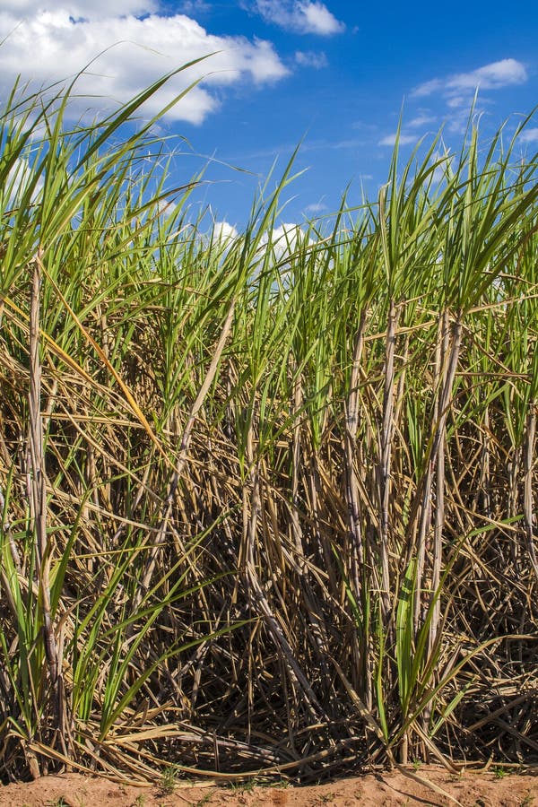 Sugar Cane Field and Blue Sky on the Farm Stock Image - Image of fuel ...