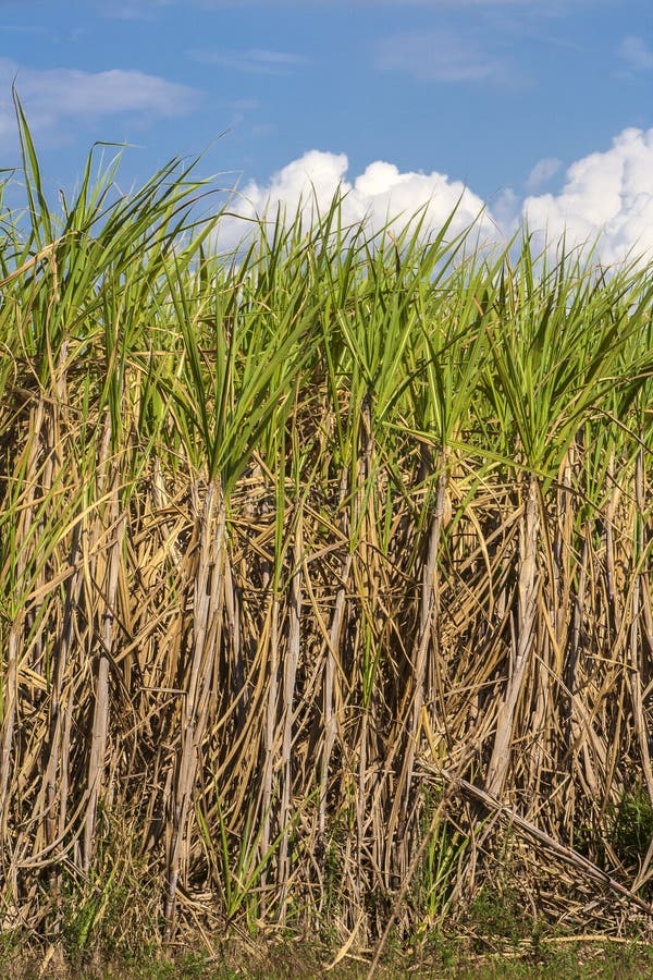 Sugar Cane Field and Blue Sky on the Farm Stock Photo - Image of rural ...