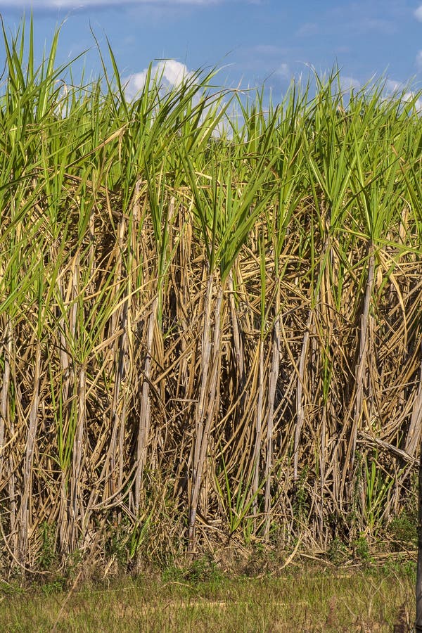 Sugar Cane Field and Blue Sky on the Farm Stock Photo - Image of fuel ...