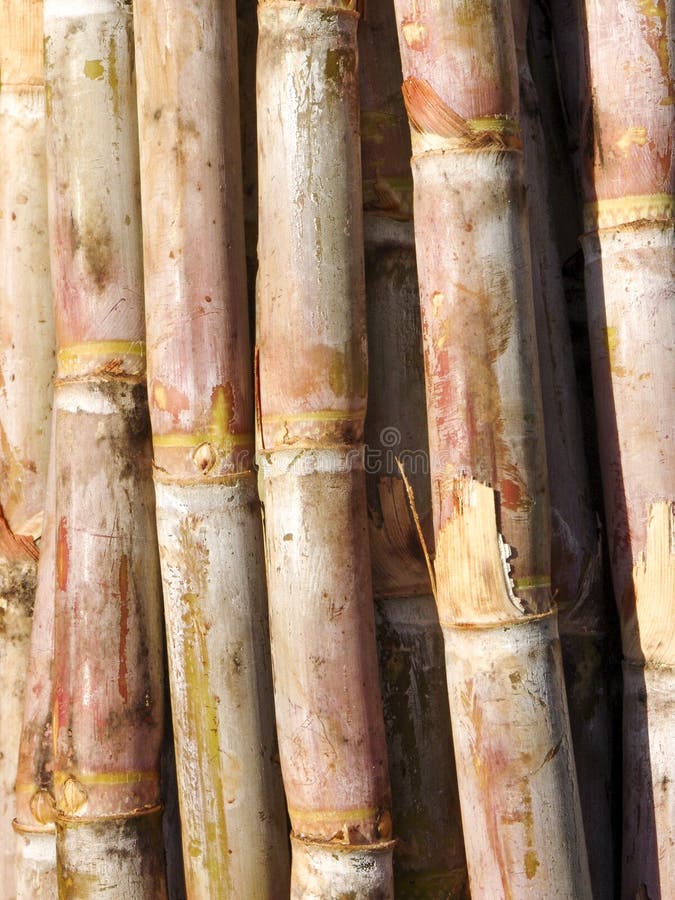 Sugar cane stock photo. Image of environment, farm, agribusiness ...