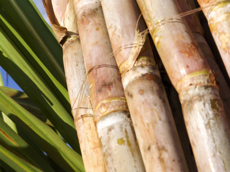 Sugar cane field stock image. Image of food, nature - 108972671