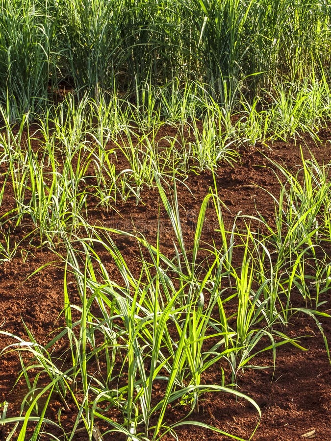 Sugar cane field stock image. Image of farm, crop, biomass - 146597473