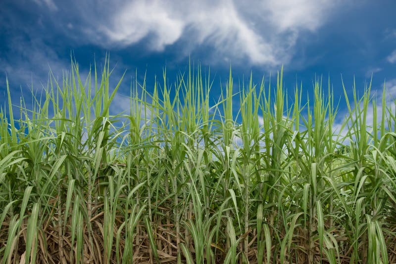 Sugar Cane Field with Sunset or Sunrise Stock Image - Image of field ...