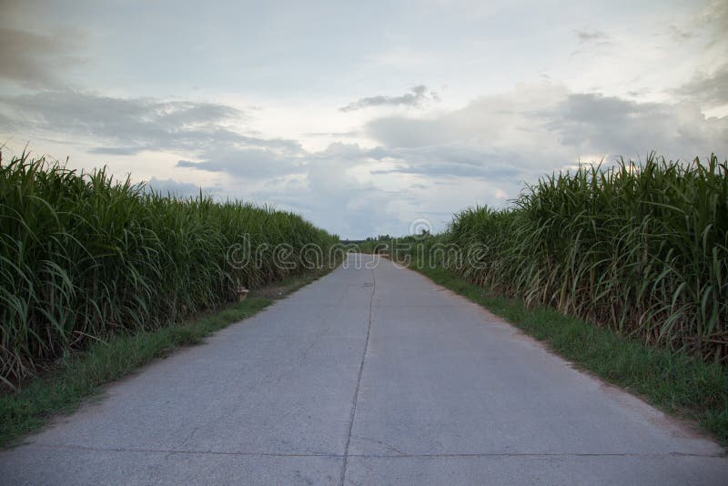Sugar cane field stock image. Image of nature, farm, land - 63512163
