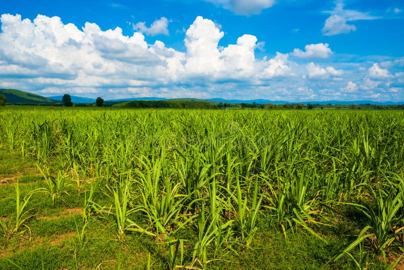 Cane in thailand stock image. Image of outside, land - 38896839