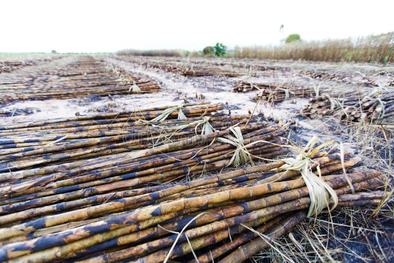 Sugar cane field fired stock image. Image of fuel, fossil - 53614745