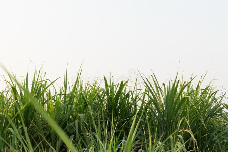 Sugar Cane Plantations in the Green Garden. Stock Photo - Image of ...