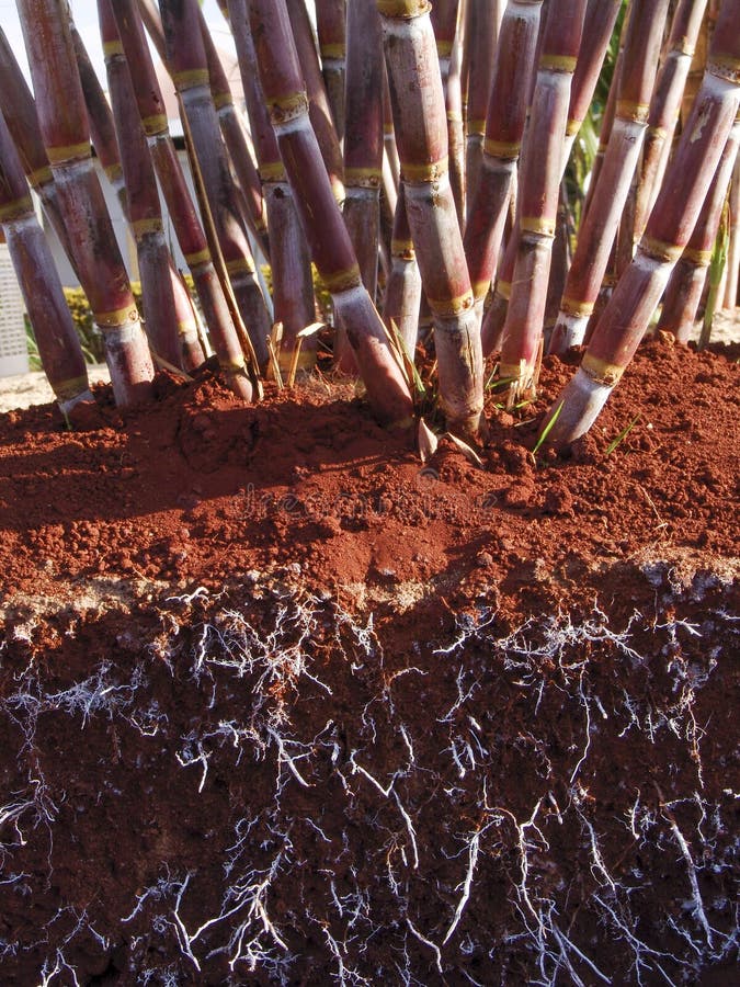110 Sugarcane Roots Stock Photos - Free & Royalty-Free Stock Photos ...