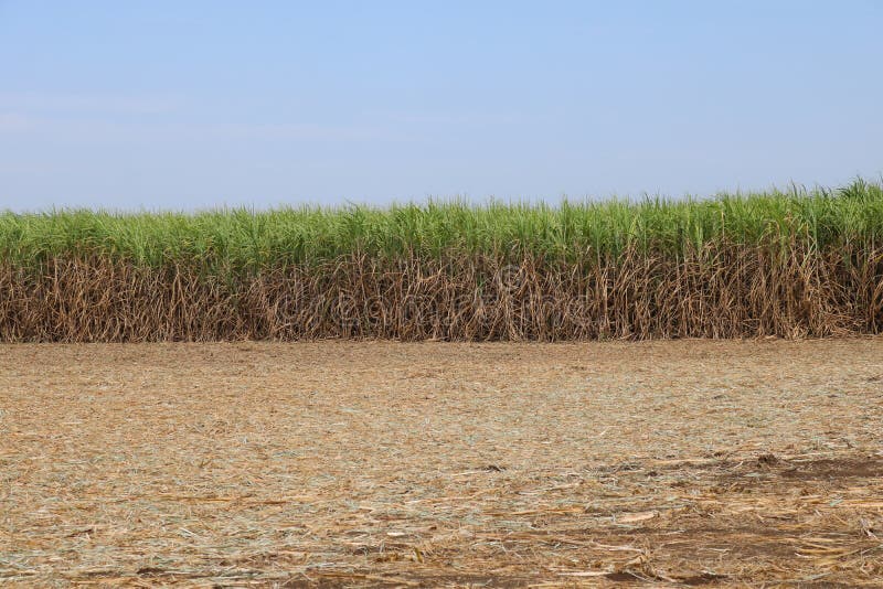 Sugar cane field stock image. Image of natural, agriculture - 116984965