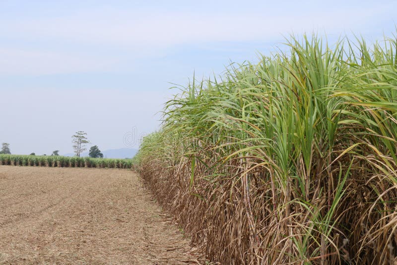 Sugar cane field stock photo. Image of sweeten, sugarcane - 116984970