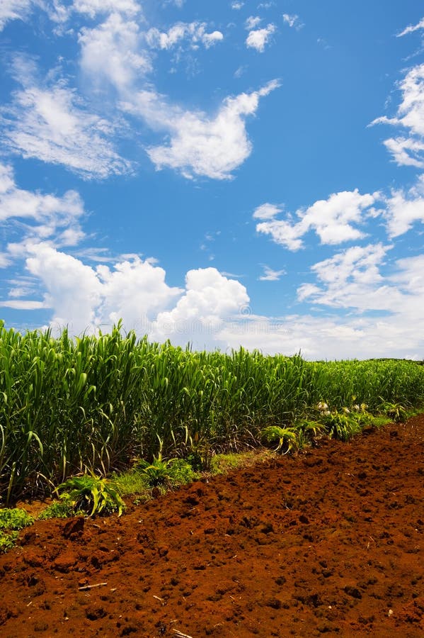 Cane field stock photo. Image of ecology, biomass, breeding - 40703610