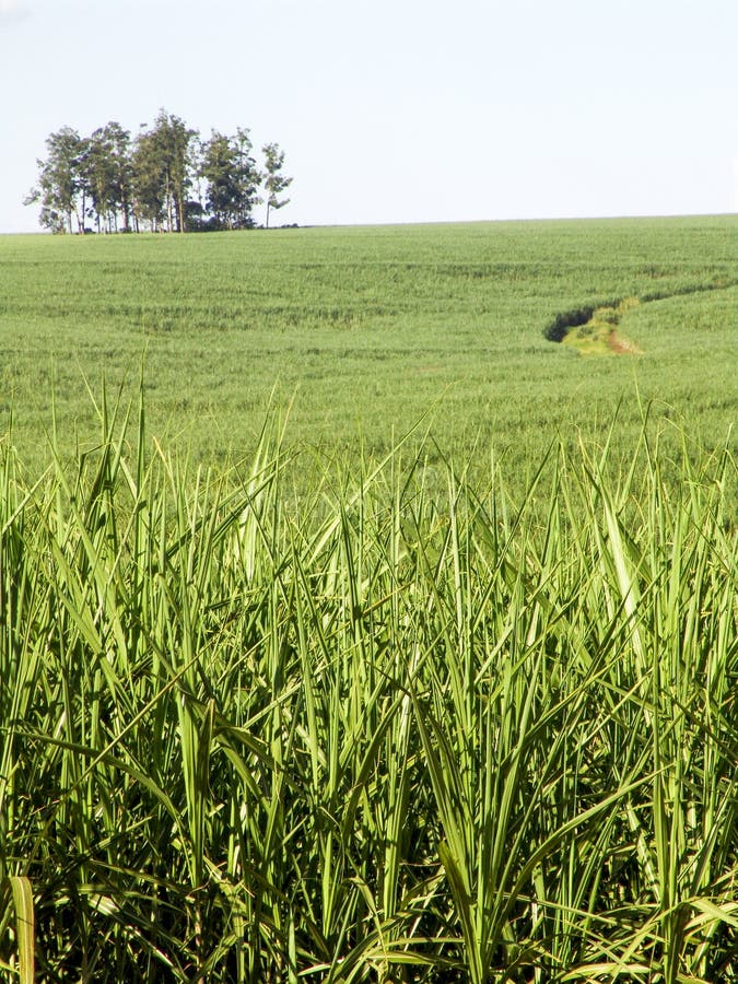 Sugar cane field stock image. Image of ecology, agribusiness - 146597201