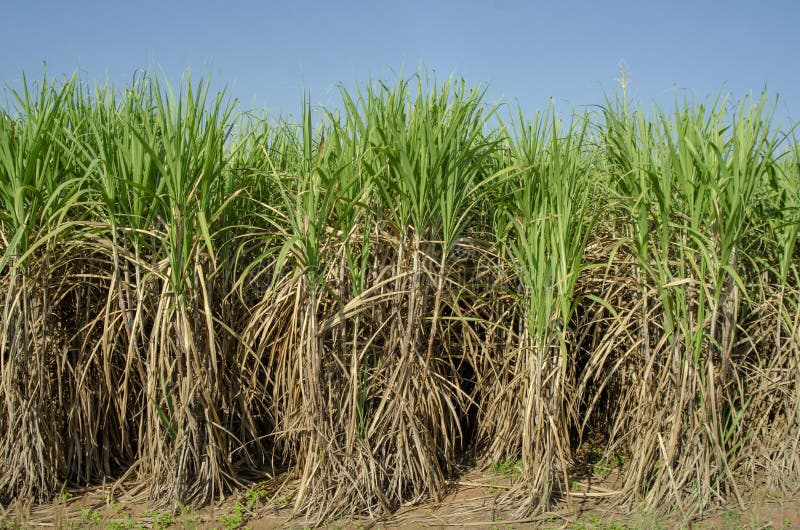 Sugar Cane Field, Sugarcane in the Field Stock Image - Image of country ...